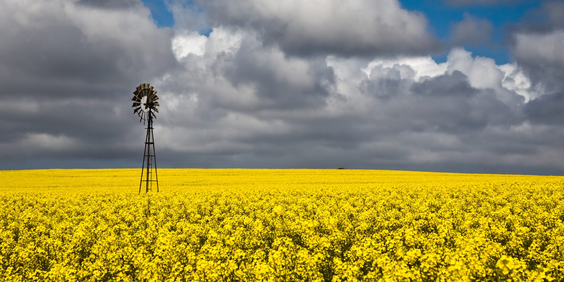 Perennial Pasture Management Systems for Soil Carbon stocks in cereal ...
