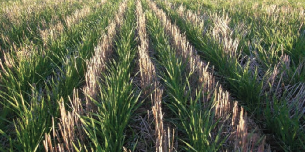 Post Pasture Cropping Phase Demonstrations – Upper North Farming Systems