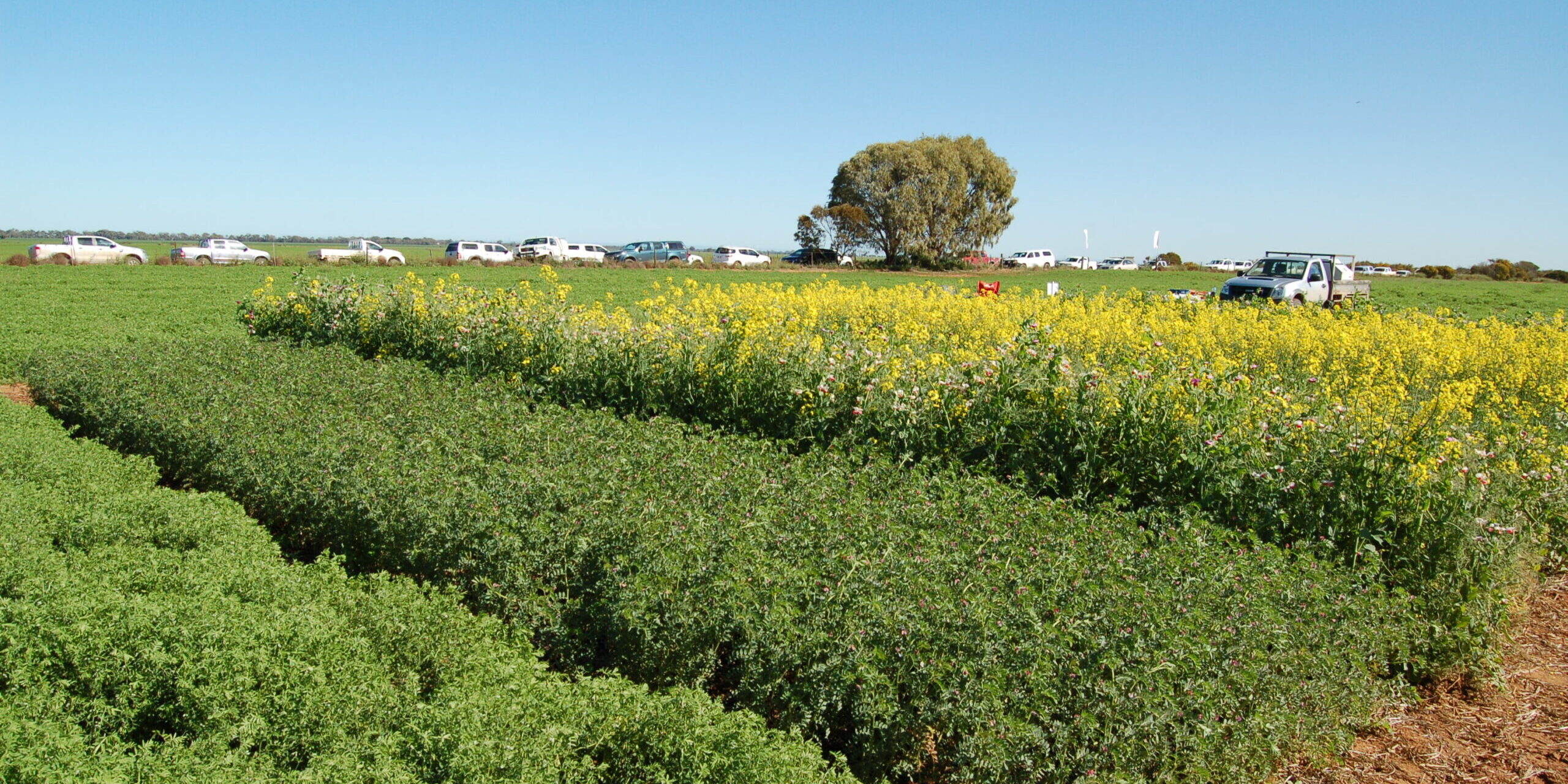 Pulse Check Group – Upper North Farming Systems