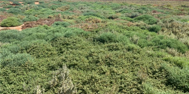 Regenerating Goyder’s Line – Upper North Farming Systems