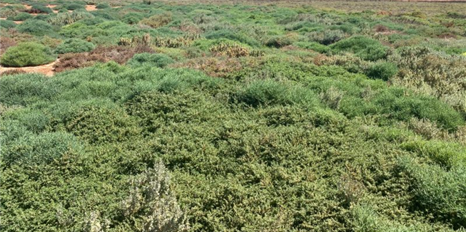 Regenerating Goyder’s Line – Upper North Farming Systems