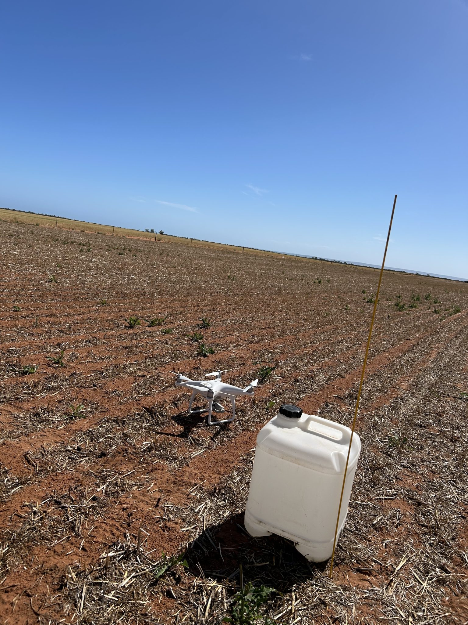 Summer Weeds – Upper North Farming Systems